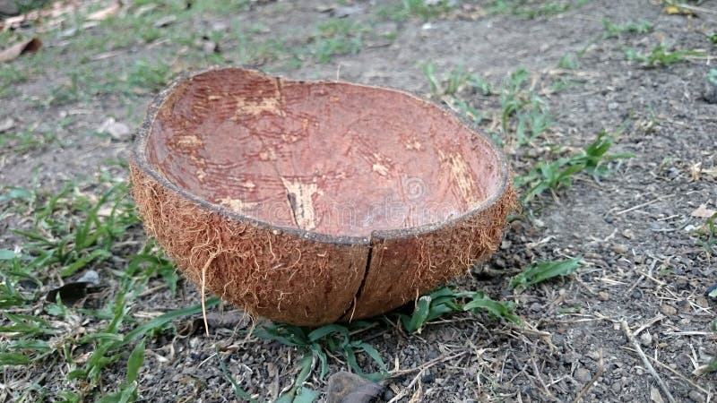 Coconut Shell stock image. Image of empty, husk, asia - 56987373