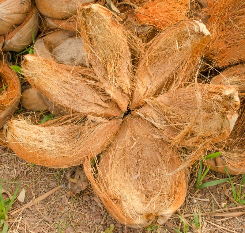 Coconut shell stock image. Image of planting, coconut - 37533033