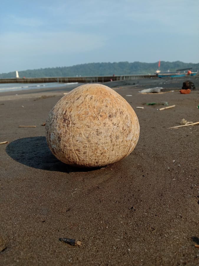 A Coconut Shell Washed Up on the Beach Stock Photo - Image of ocean ...