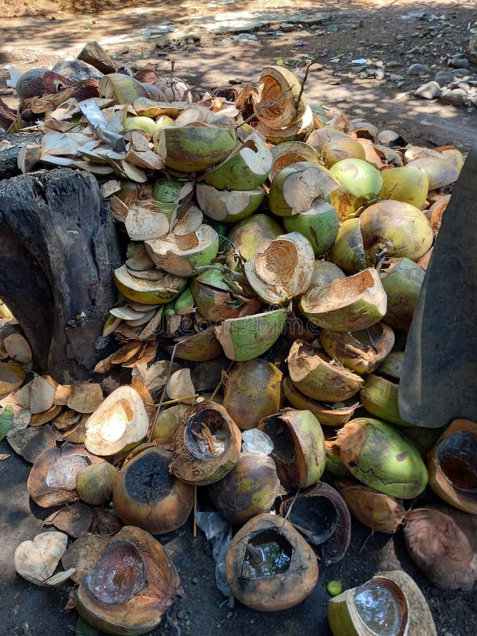 Coconut shell waste stock image. Image of young, scattered - 343447257