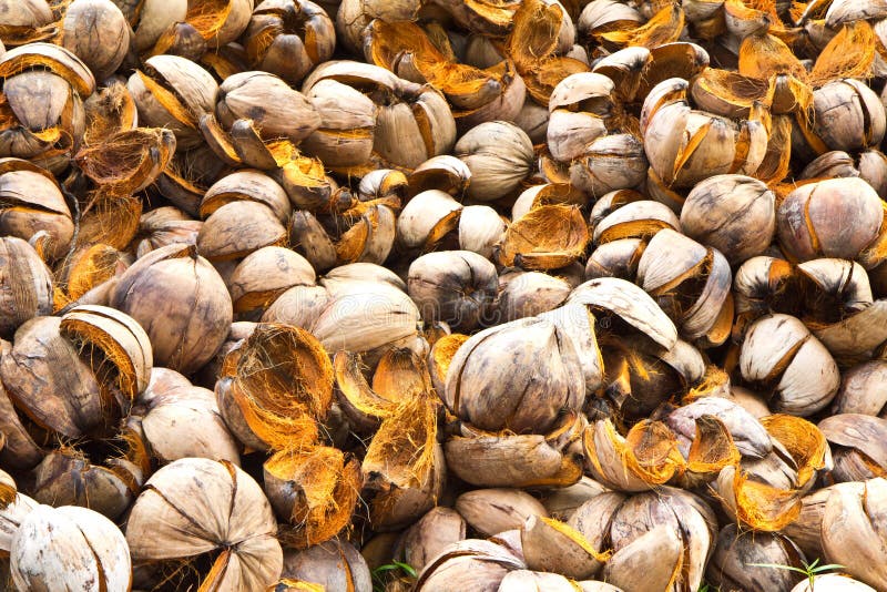Coconut shells stock photo. Image of shell, organic, residues - 25451936