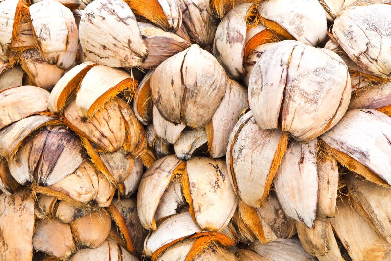 Coconut shells stock image. Image of organic, brown, peel - 25542847