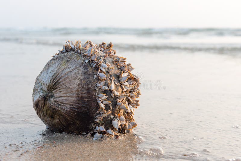 Coconut with Shells Against Sea at the Sea Sand Beach Stock Image ...