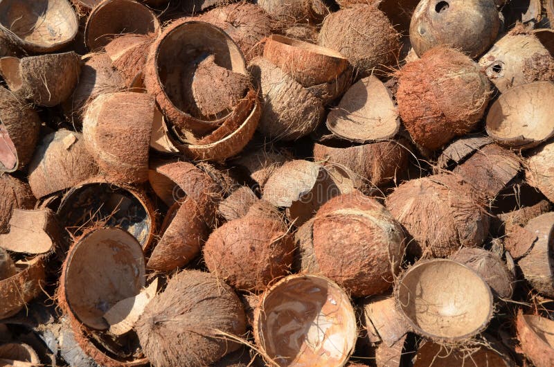 Coconuts stock image. Image of nature, food, exotic, brown - 13279087