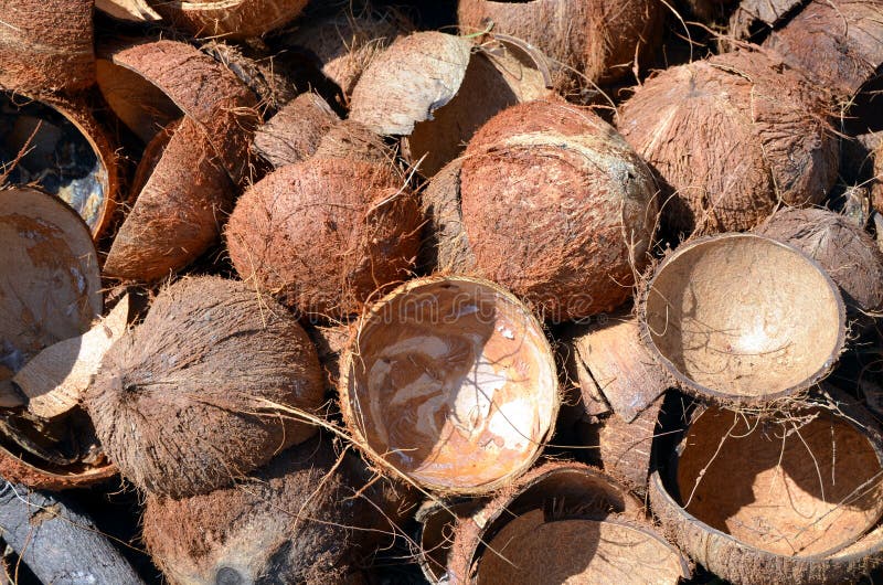 Coconut Shells Cut in Half on the Ground Stock Image - Image of grass ...