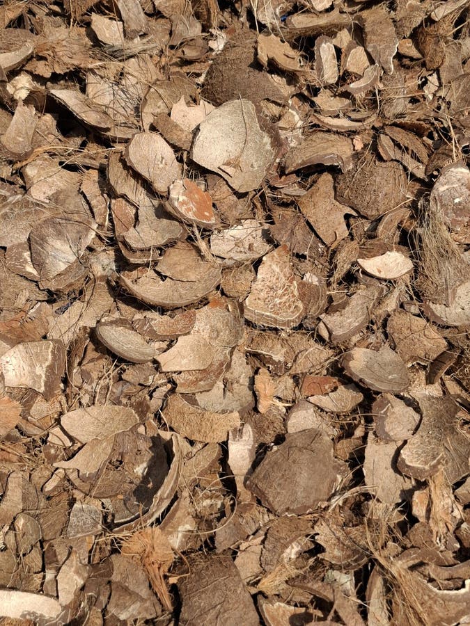 Coconut Shells is Being Dried Photographed Wide Angle Stock Image ...