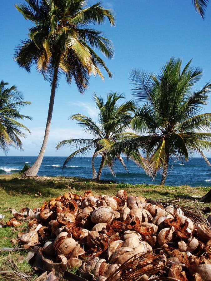 Coconut shells stock photo. Image of coconut, trees - 213086602