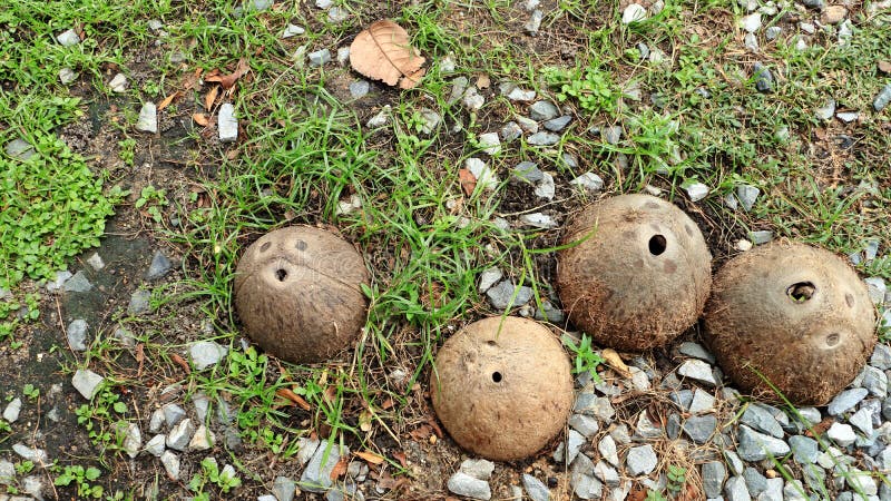 Coconut Shells Cut in Half on the Ground Stock Image - Image of grass ...