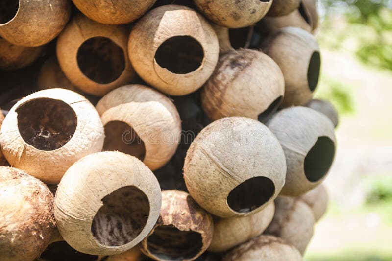 275 Empty Coconut Shells Stock Photos - Free & Royalty-Free Stock ...