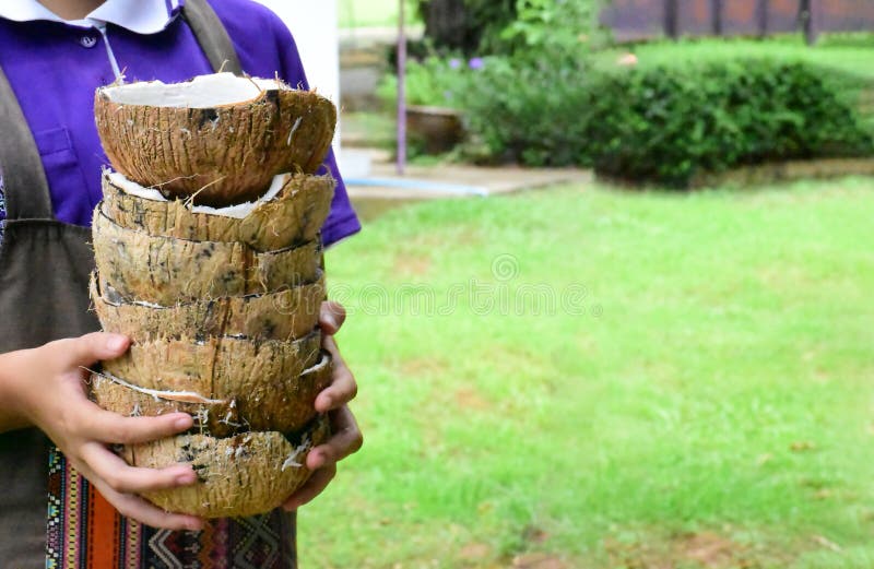 Coconut shells in hands stock image. Image of isolated - 195395317