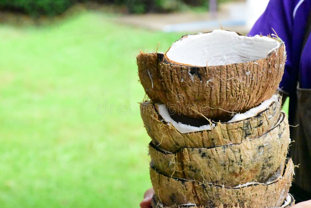 Coconut shells in hands stock photo. Image of ingredient - 195395328