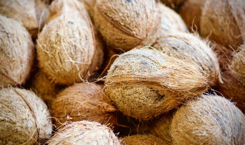 Coconut shells stock photo. Image of closeup, food, ingredient - 75692010
