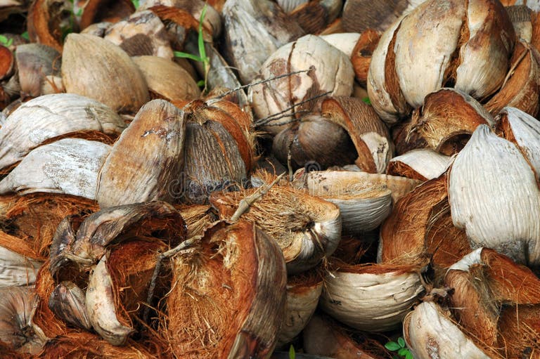 Coconut shells stock photo. Image of palm, discard, rural - 32728218