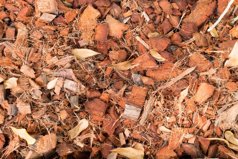 Coconut shells stock photo. Image of close, issue, abstract - 46343476