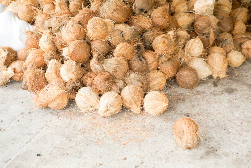 Coconut Shells are Placed on the Floor. Stock Image - Image of green ...