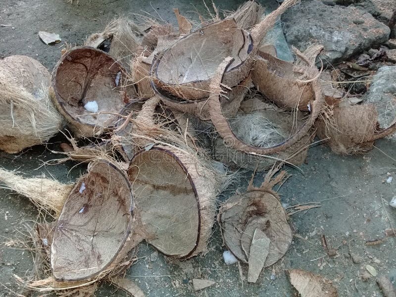 Coconut Shells Scattered on the Ground Stock Image - Image of coconut ...