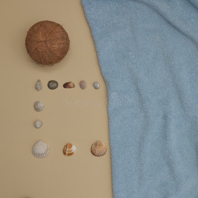 Coconut and Shells on the Sea Shore with Copy Space. Minimal Summer ...
