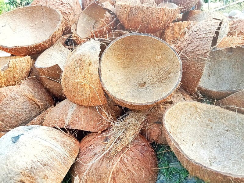 Coconut Shells are Solid Waste from Processed Coconuts Where the ...