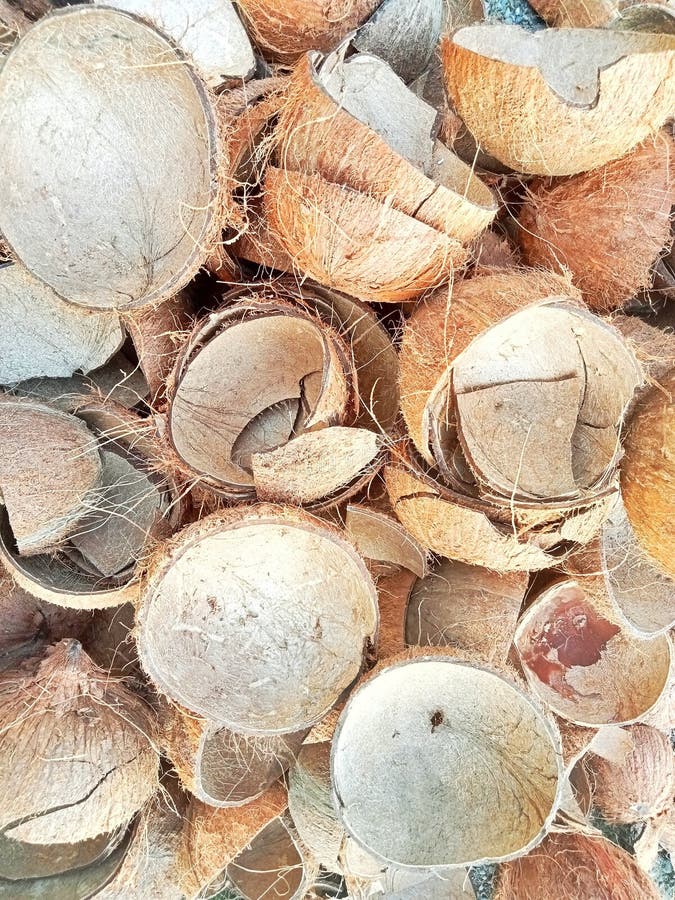 Coconut Shells are Solid Waste from Processed Coconuts Where the ...