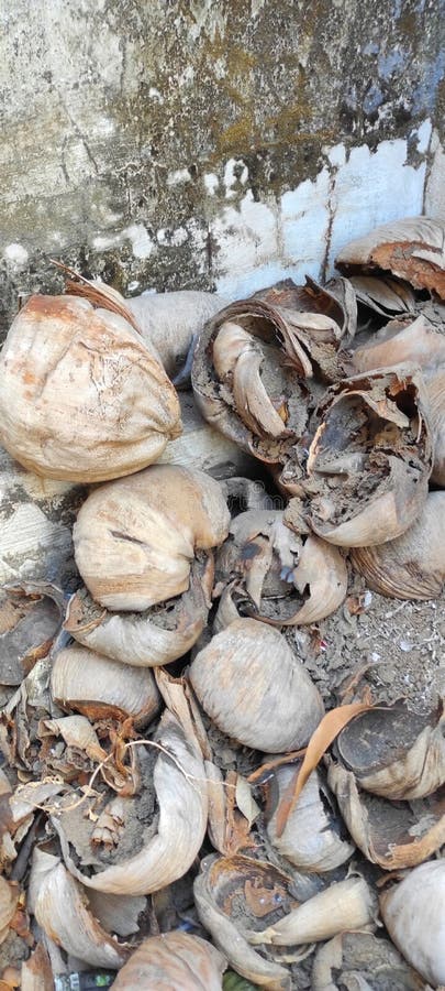 Coconut Shells are Stacked in the Backyard Stock Image - Image of ...