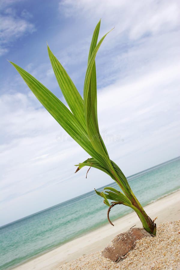 Coconut Shoot stock photo. Image of ocean, atoll, driftwood - 1163174