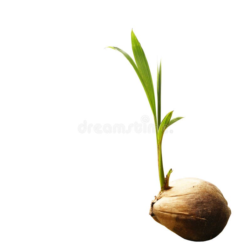 Coconut Shoot Seedlings are Growing Sprout on White Background Stock ...