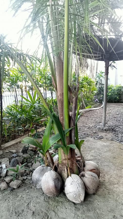 Coconut Shoot or Coconut Tree Seed in Nursery that are Ready To Be ...