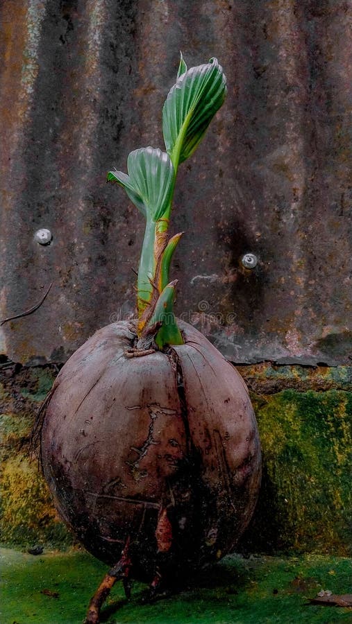 Coconut Shoots on the Moss stock photo. Image of shoots - 265191656