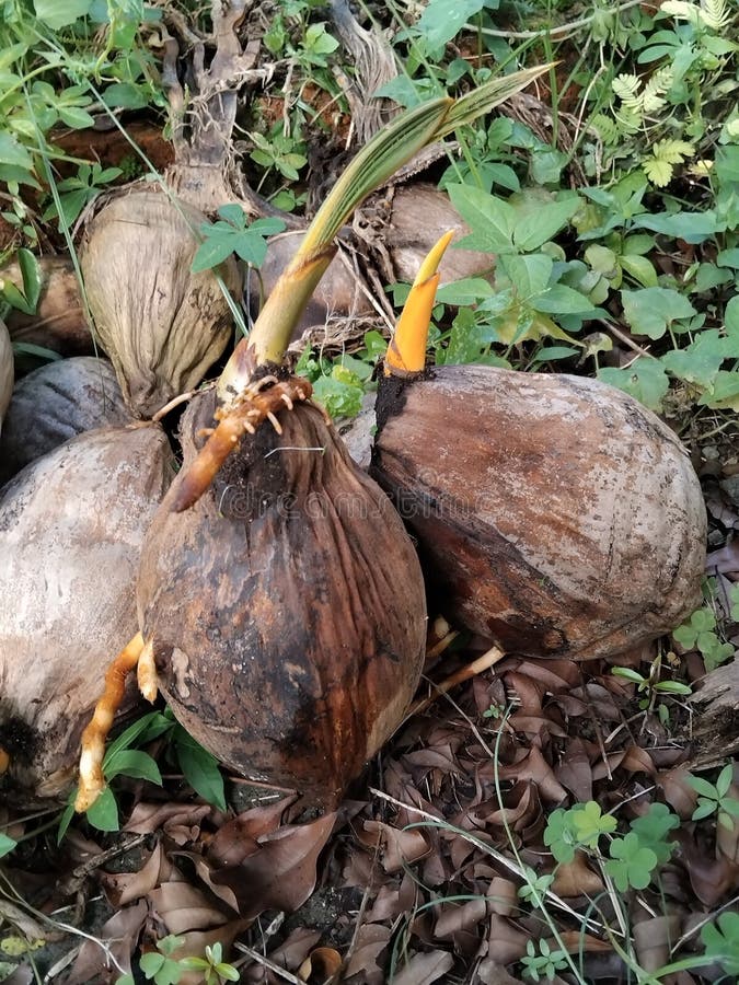 Coconut Shoots with Roots in the Fruit that Will Grow into a Coconut ...