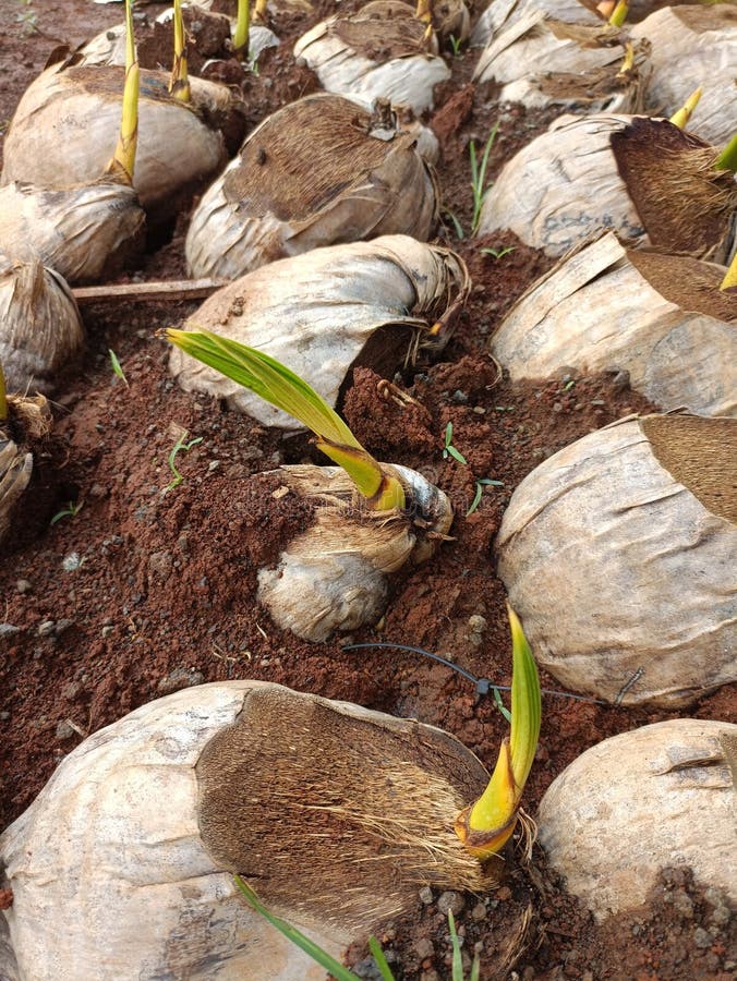 Coconut Shoots stock image. Image of dish, geology, produce - 262910931