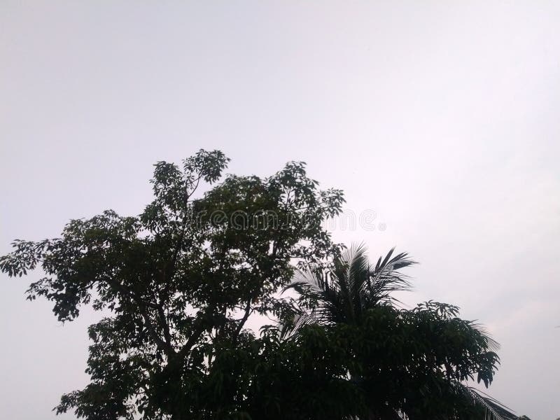 Simul Trees Stock Photos - Free & Royalty-Free Stock Photos from Dreamstime