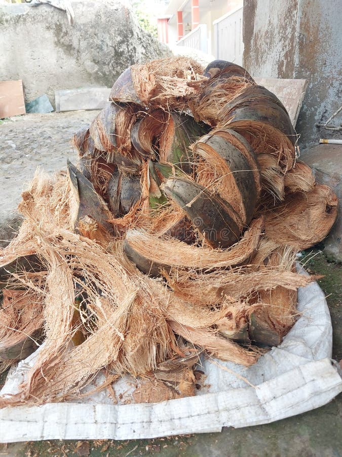 Coconut Skin !!! stock photo. Image of vegetable, tree - 288114582
