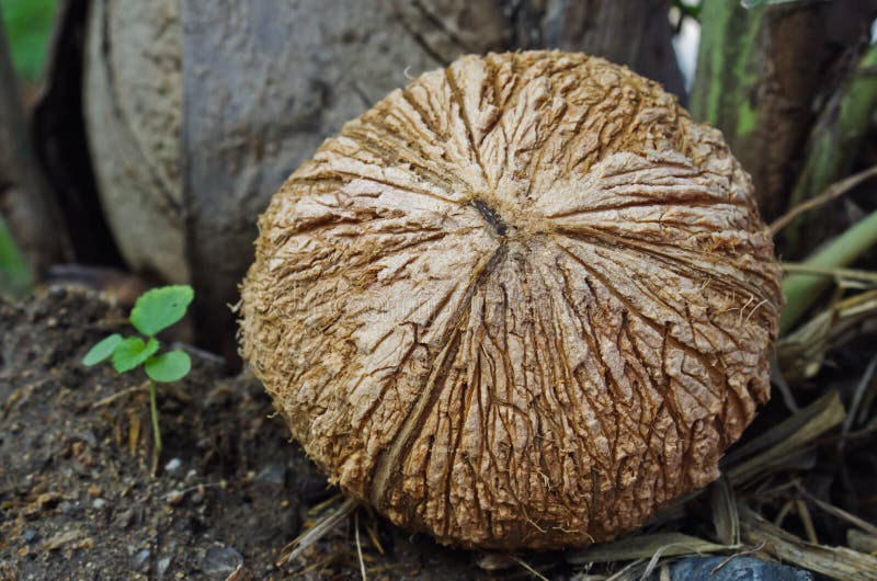 Coconut skin stock photo. Image of skin, food, safety - 47379658