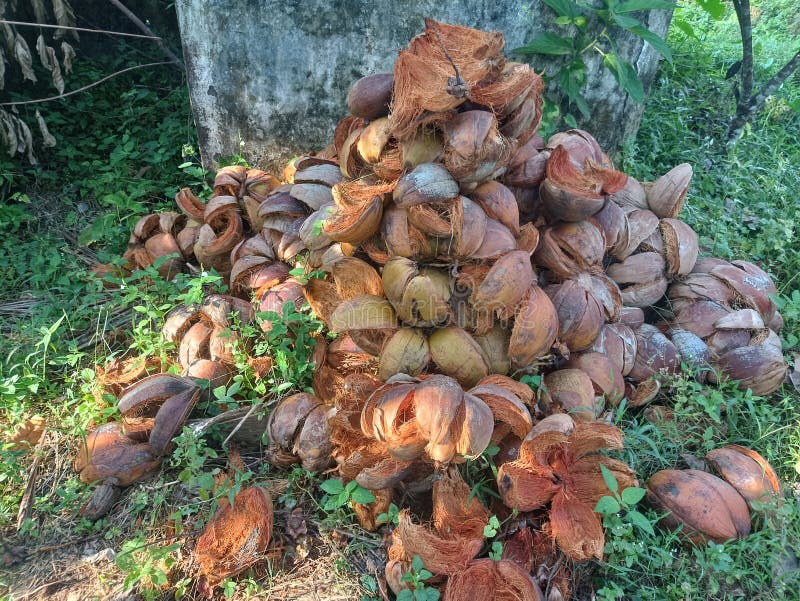 Until the Coconut Skin with the Scientific Name Cocos Nucifera Stock ...