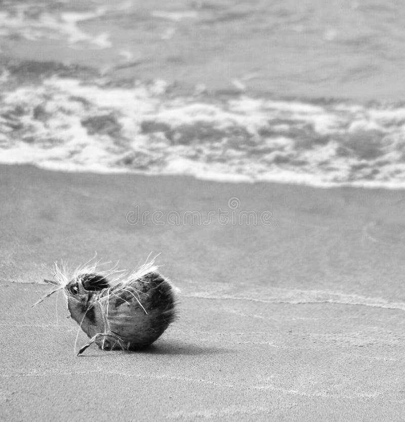 Coconut Skin on the Sea Shore Stock Photo - Image of shore, solitary ...