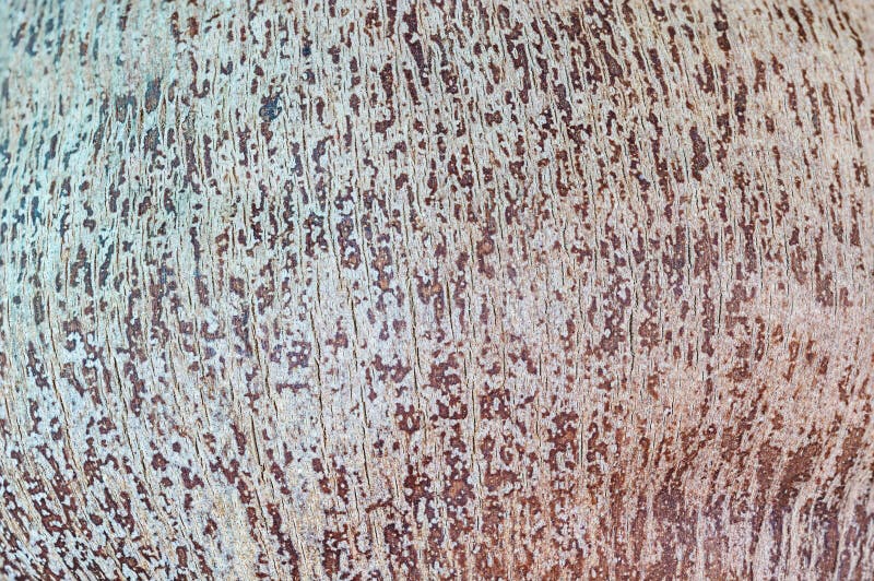 Coconut Tree Wood Fiber Macro Stock Photos - Free & Royalty-Free Stock ...