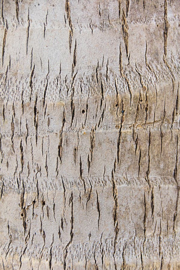 Coconut skin tree texture stock image. Image of design - 97959369