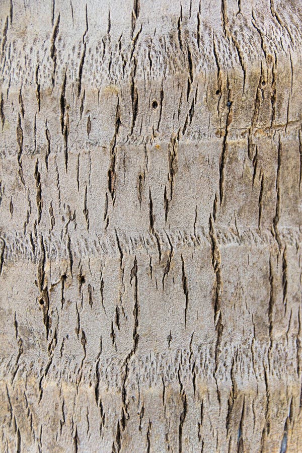 Tree log texture stock photo. Image of pine, cracked - 109575602