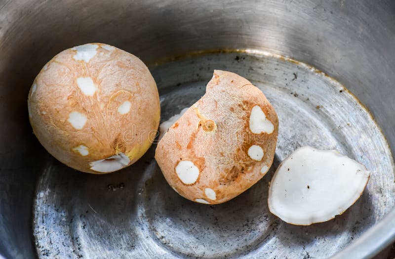 Coconut stock image. Image of beverage, coconut, cuisine - 68828693