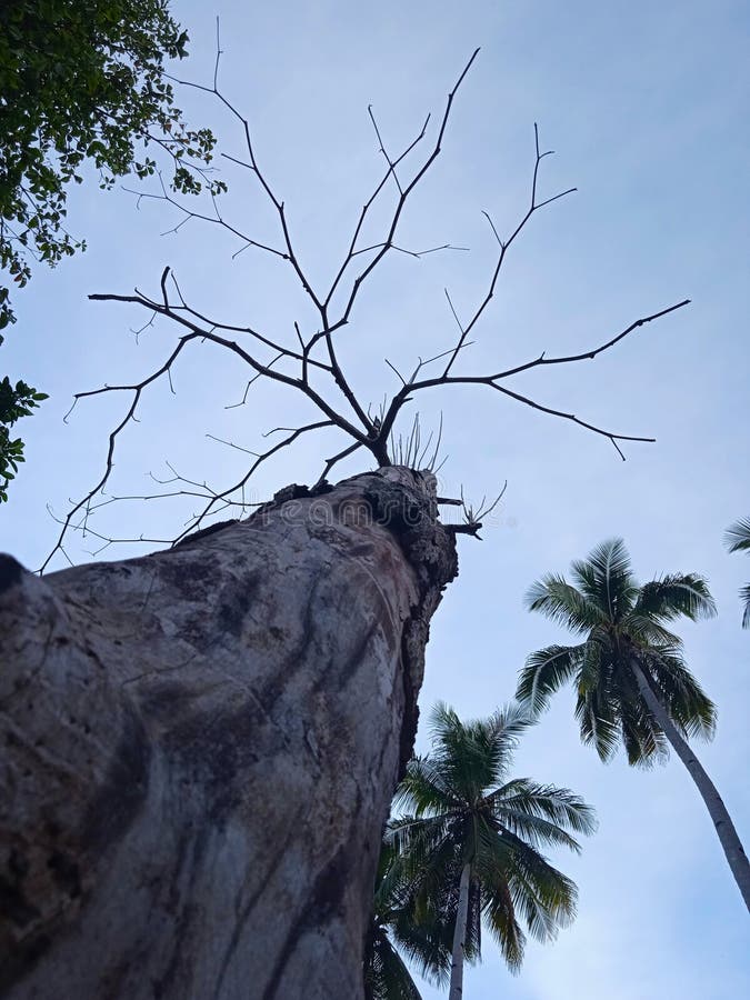 Dry Branches with Coconut Tree Stock Image - Image of coconut, rock ...