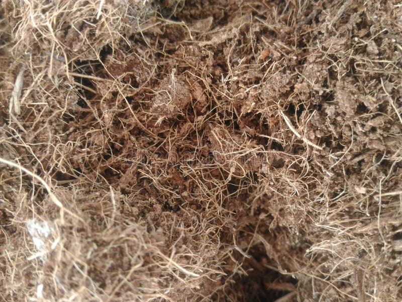 Coconut Soil. Pressed Coconut. Earth Stock Photo - Image of coconut ...