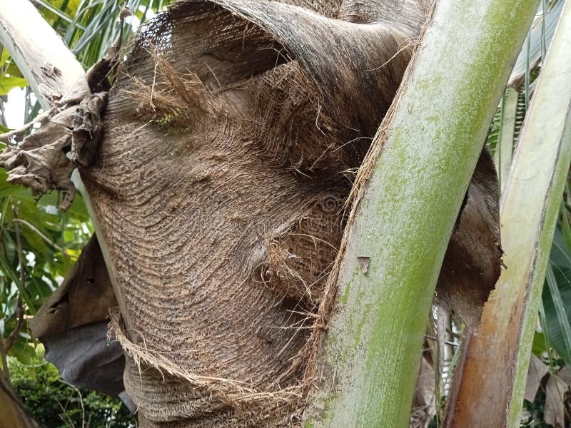 Coconut Spathe Fiber on the Trunk of Coconut Tree Stock Image - Image ...