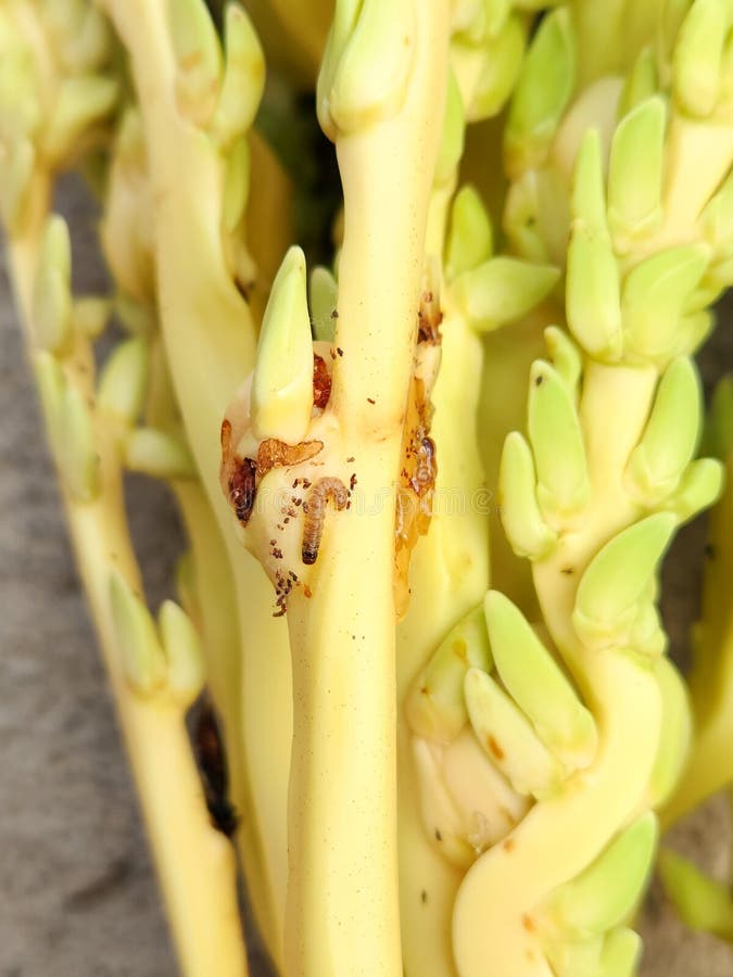 Coconut Spike Moth (Tirathaba Sp) Larvae Attack on Coconut Flower ...