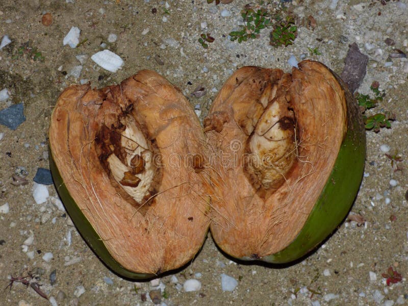 Coconut Split in Half stock image. Image of ripe, exotic - 17927381
