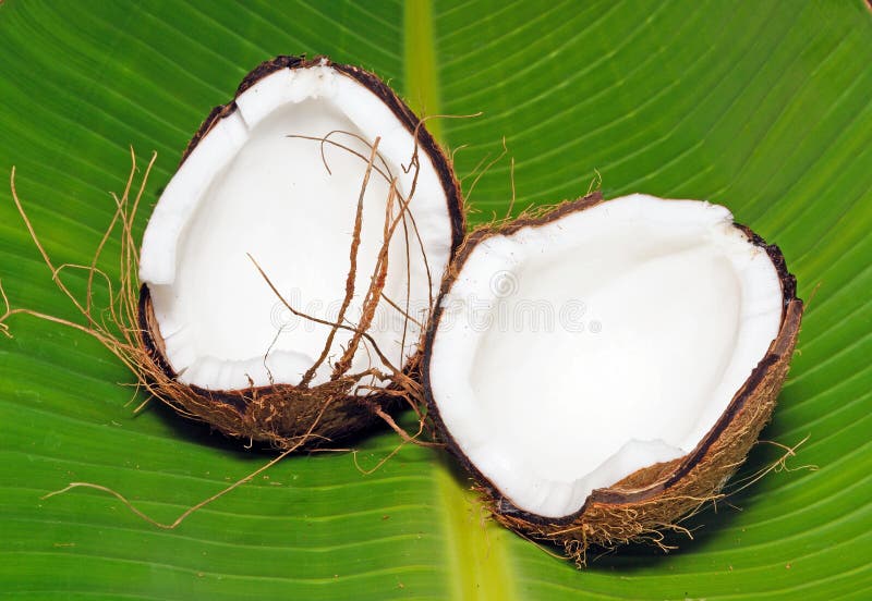 Coconut Split in Half stock image. Image of ripe, exotic - 17927381