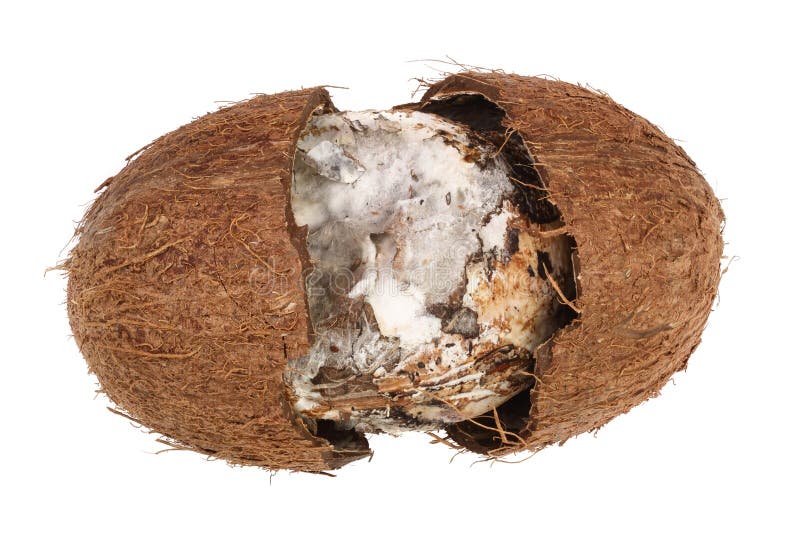Rotten Coconut Stock Photos - Download 120 Royalty Free Photos