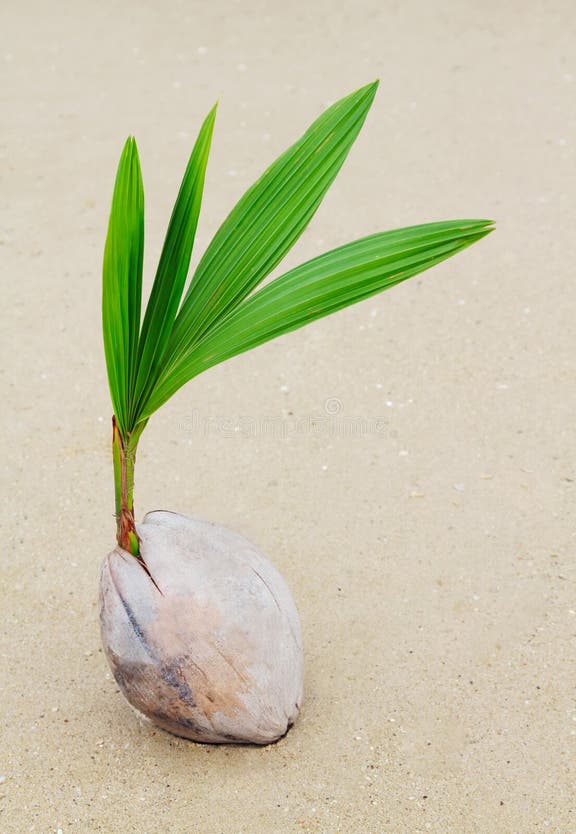 Coconut sprout stock photo. Image of climate, concept - 19263862