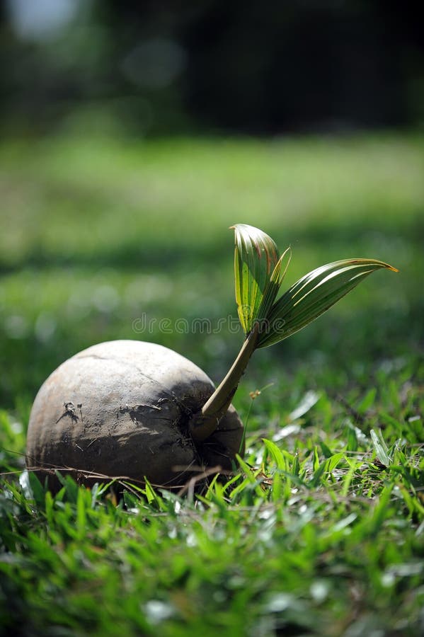 Coconut sprout stock image. Image of leaf, palm, tree - 23678473