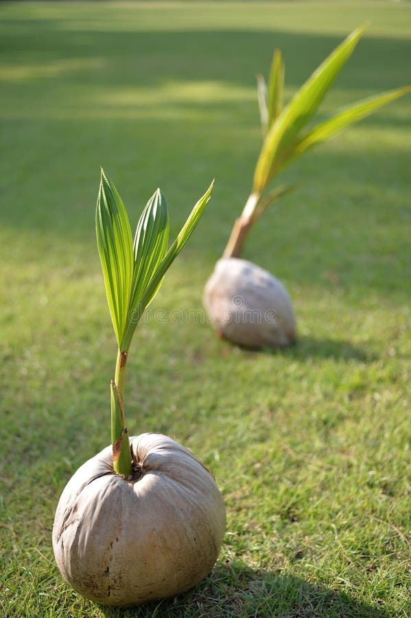 Coconut sprout stock image. Image of seedling, grow, leaf - 59750895