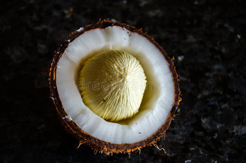 Coconut Sprout in a Cut Coconut Stock Photo - Image of tasty, growth ...